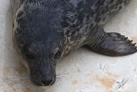 NATIONAL SEAL SANCTUARY - BUZZ
