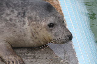 NATIONAL SEAL SANCTUARY - Finn