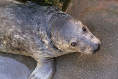 CORNISH SEAL SANCTUARY - JUPITER