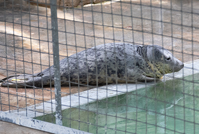 CORNISH SEAL SANCTUARY - SEA LIFE TRUST - Maggot - Rescued Grey Seal ...