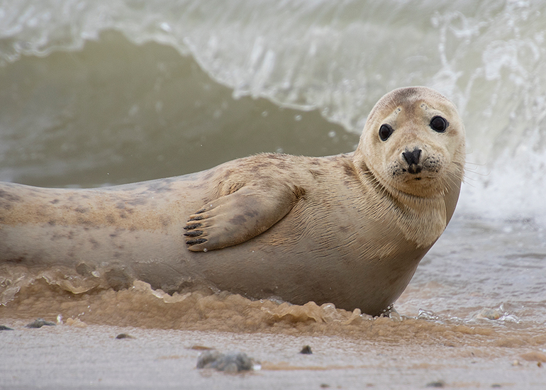 Hunstanton SEA LIFE - Photo Gallery - 2022