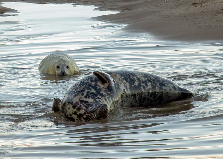 Hunstanton SEA LIFE - Photo Gallery - 2022