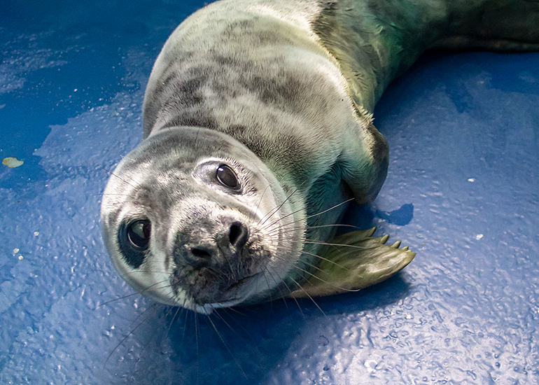 CORNISH SEAL SANCTUARY - PHOTO GALLERY - SPONGE